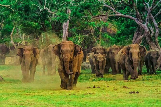 Wilpattu National Park Private Jeep Safari From Colombo & Negombo - Who Would Love This Experience?