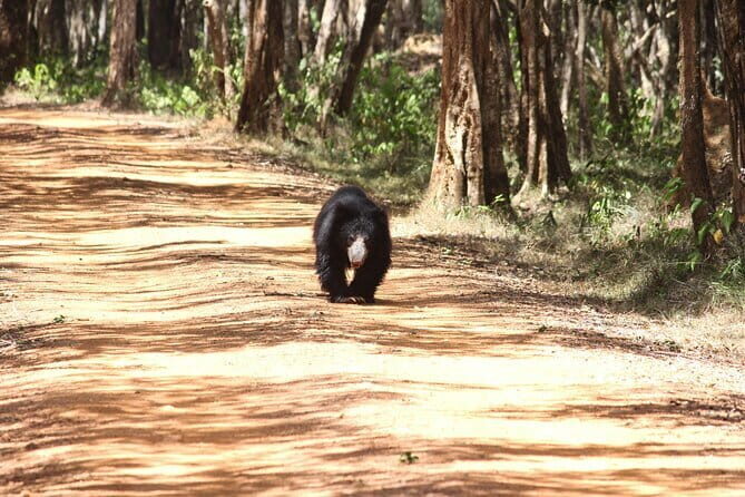 Wilpattu National Park Private Jeep Safari From Colombo & Negombo - A Deep Dive into the Wilpattu National Park Safari