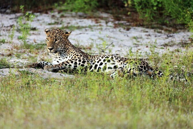 Wilpattu National Park | Private Safari - An Introduction to Wilpattu: The Vast Wilderness