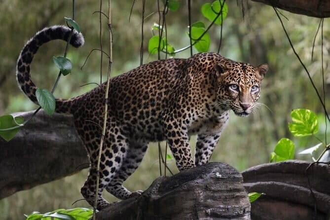 Wilpattu National Park | Private Safari - The Sum Up
