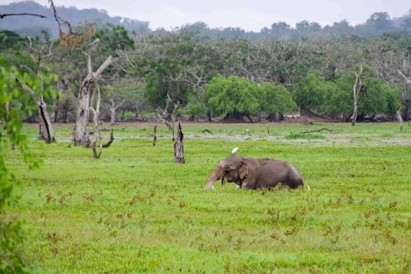 Wilpattu National Park: Private Safari - An In-Depth Look at Wilpattu Safari