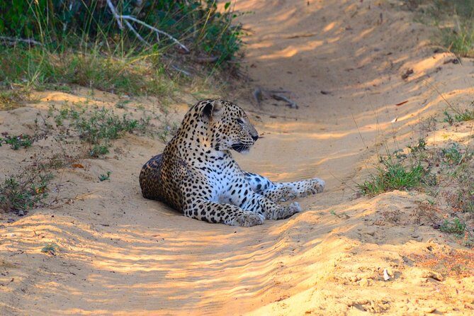 Wilpattu National Park Private Safari (All Inclusive) From Kandy - An In-Depth Look at the Wilpattu Safari Experience