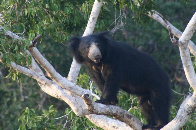 Wilpattu National Park Private Safari (All Inclusive) From Kandy - FAQ