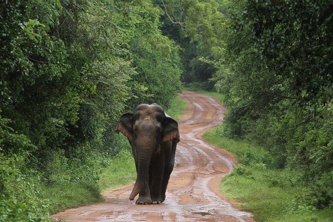 Wilpattu National Park Private Safari - Why Choose This Private Safari?