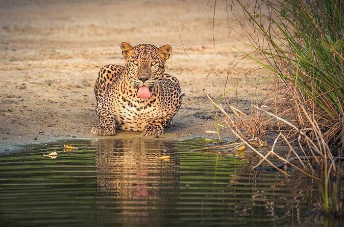 Wilpattu National Park Private Safari From Dambulla & Sigiriya - Value and Pricing