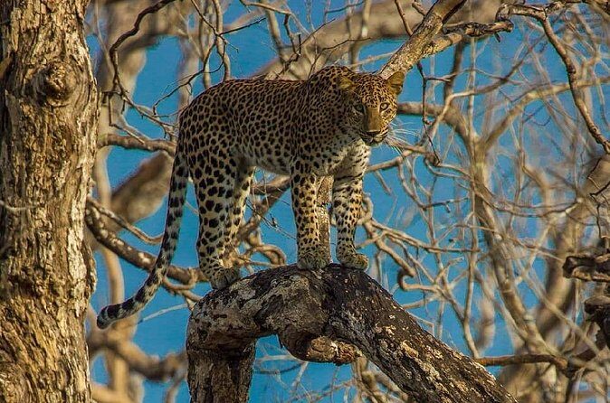 Wilpattu National Park Private Safari From Dambulla & Sigiriya - The Sum Up