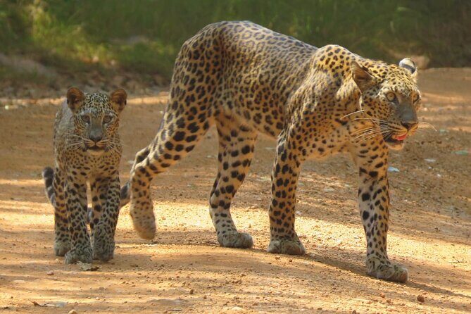 Wilpattu National Park | Private Safari Tours - Key Points