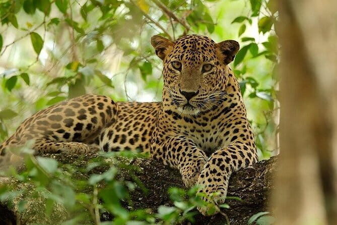 Wilpattu National Park Safari, Budget Tour from Colombo - Introduction