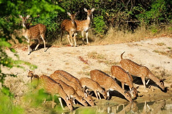 Wilpattu National Park Safari, Budget Tour from Colombo - Transparency and Realistic Expectations