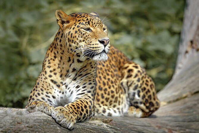 Wilpattu National Park Safari from Dambulla - Key Points