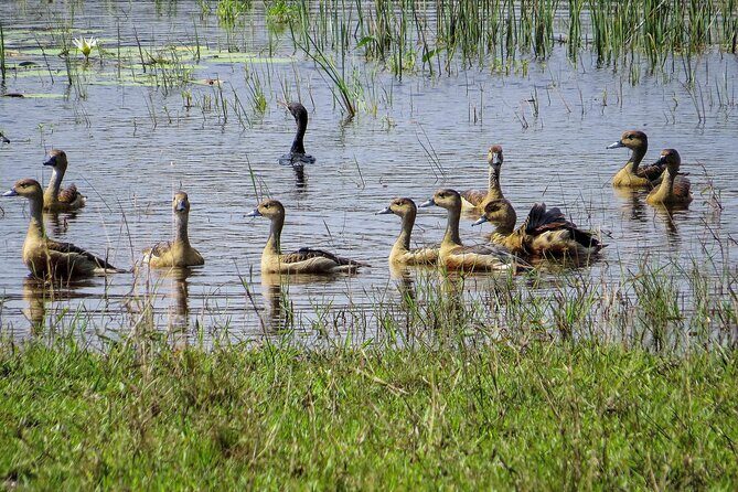 Wilpattu National Park Safari from Dambulla - A Detailed Look at the Wilpattu Safari from Dambulla