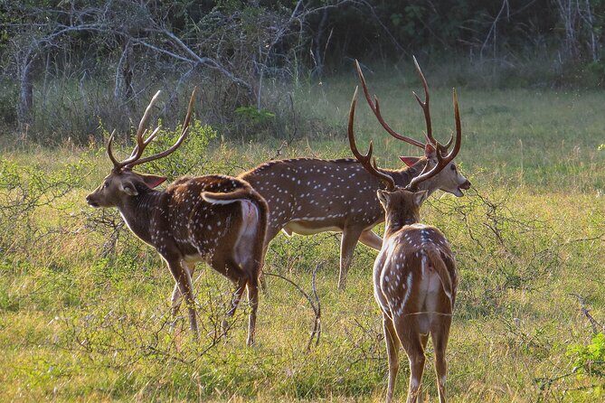 Wilpattu National Park Safari from Dambulla - Final Thoughts