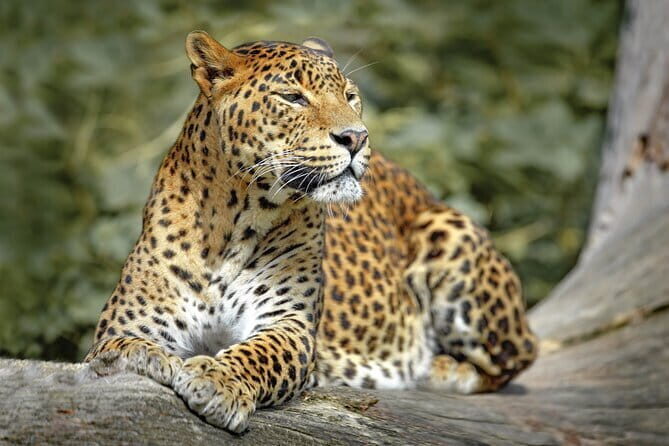 Wilpattu National Park Safari from Kandy - An Overview of What You Can Expect