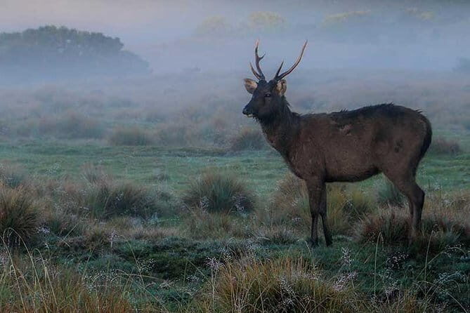 Wilpattu National Park Safari from Kandy - Food and Refreshments: Picnic in Nature