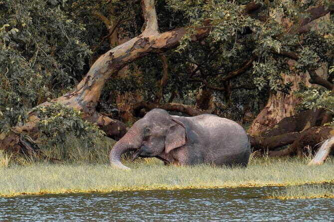 Wilpattu National Park Safari from Kandy - FAQ