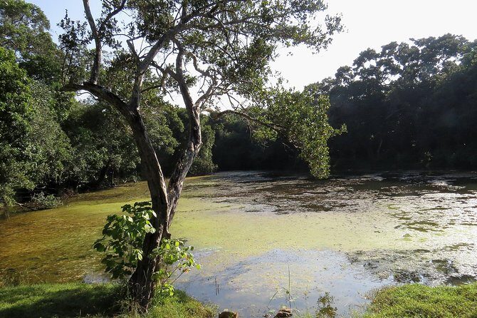 Wilpattu National Park Safari from Negombo - Wilpattu National Park: History and Habitat