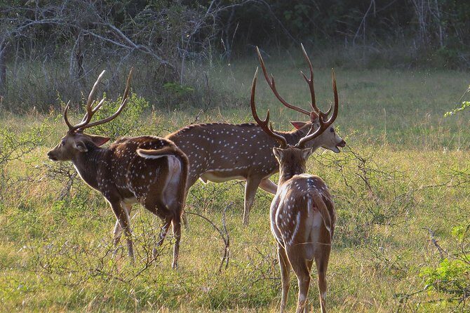 Wilpattu National Park Safari from Negombo - The Safari Experience: What to Expect