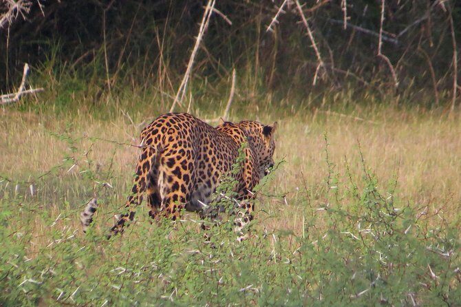 Wilpattu National Park Safari from Negombo - Authentic Encounters: Wildlife and Landscape