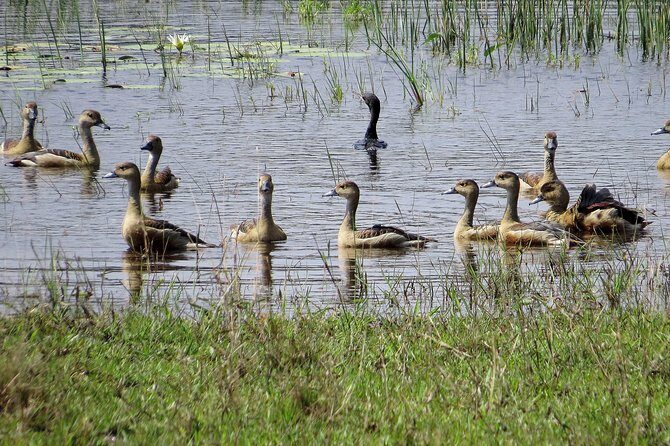 Wilpattu National Park Safari from Negombo - Value and Pricing: Is It Worth It?