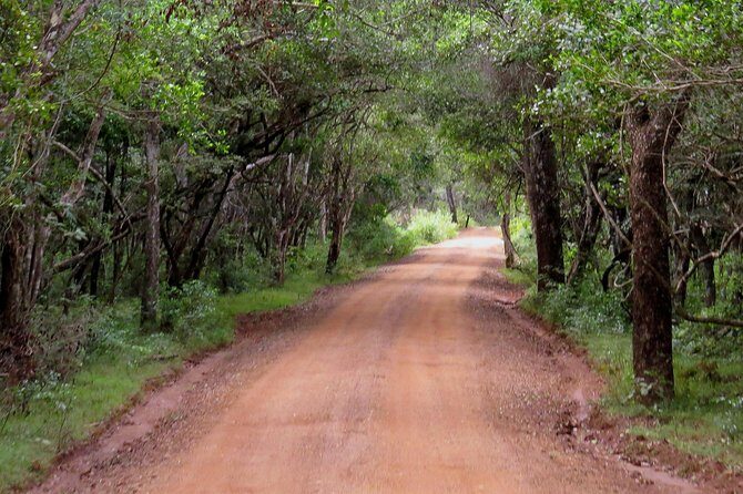 Wilpattu National Park Safari from Negombo - Who Will Love This Tour?