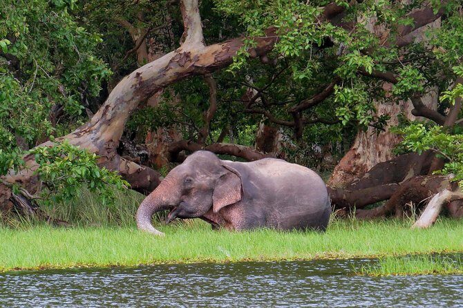 Wilpattu National Park Safari from Negombo - Final Thoughts
