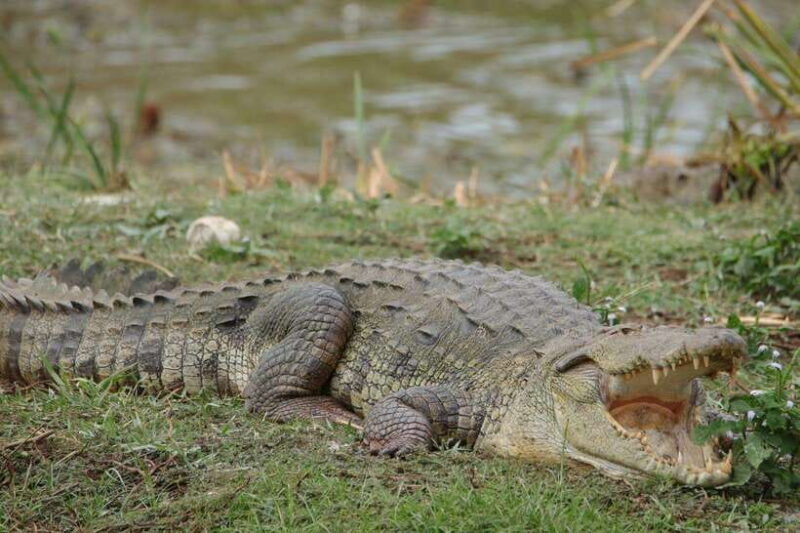 Wilpattu National Park Safari Guided by NATURALIST / RANGER - An In-Depth Look at the Wilpattu Safari