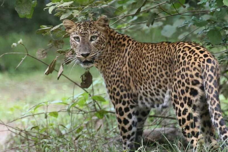 Wilpattu National Park Safari Jeep Tour - Wilpattu National Park Safari Jeep Tour: An Authentic Wildlife Encounter in Sri Lanka