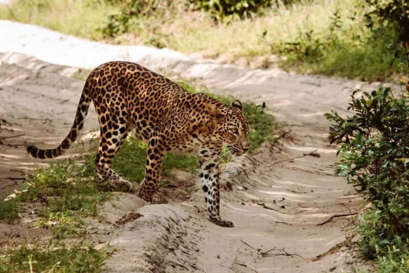 Wilpattu National Park Safari : Private 4x4 Jeep Safari - What to Bring & What Not to Do