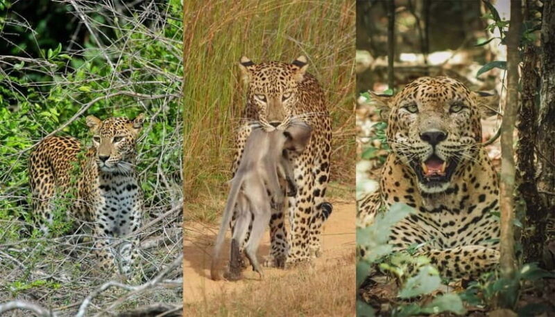 Wilpattu National Park Safari : Private 4x4 Jeep Safari - What Past Travelers Are Saying