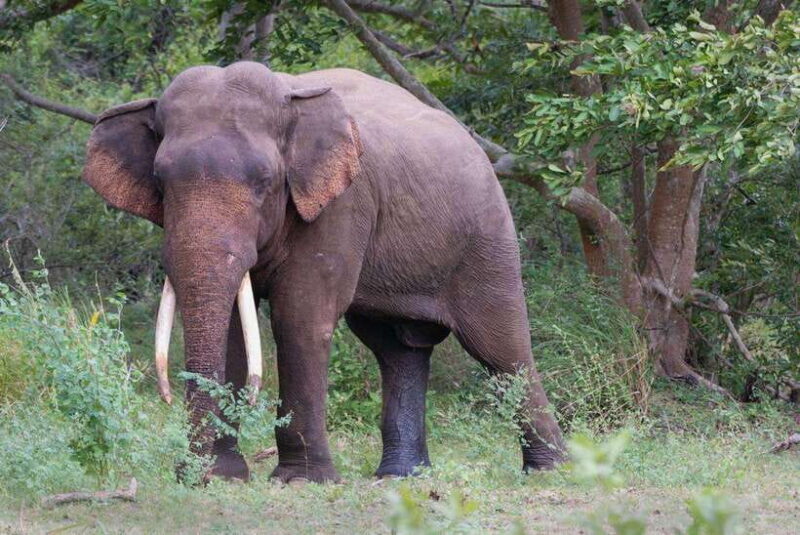 Wilpattu National Park Safari - Introduction: What You Need to Know