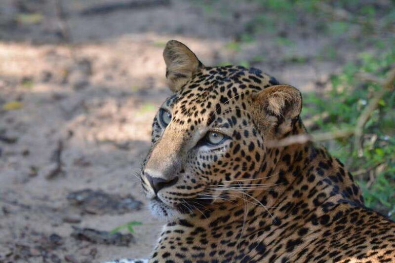 Wilpattu National Park Safari - Final Thoughts: Is It Worth It?