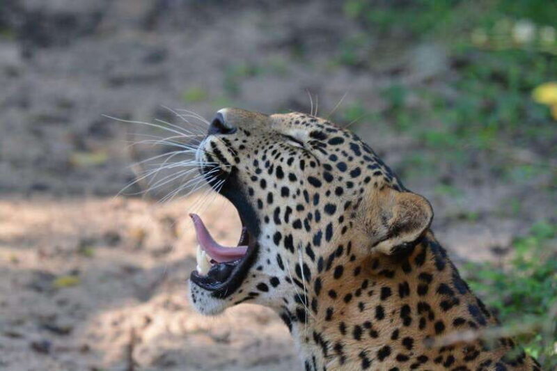 Wilpattu National Park Safari - FAQ