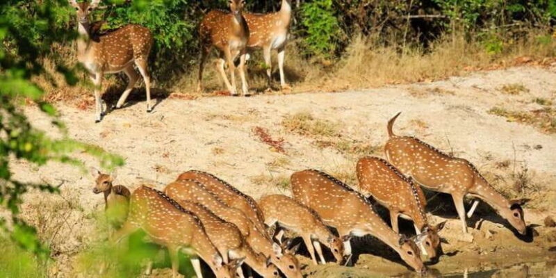 Wilpattu National Park Safari Tour from Colombo - Key Points