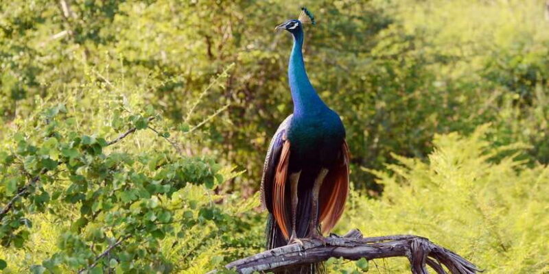 Wilpattu National Park Safari Tour from Colombo - What to Expect During the Safari