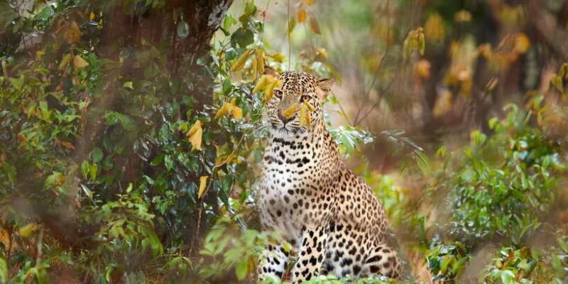 Wilpattu National Park Safari Tour from Colombo - Return Journey and Drop-Off