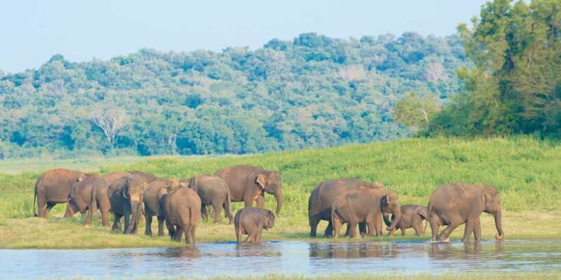 Wilpattu National Park Safari Tour from Dambulla - Key Points