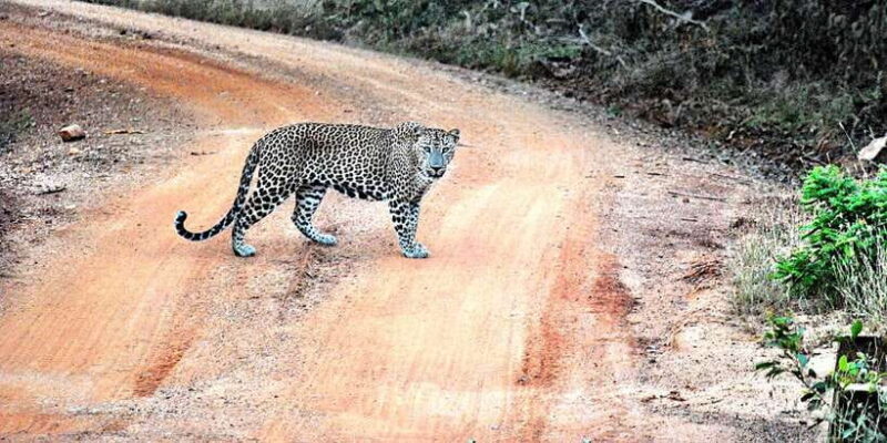 Wilpattu National Park Safari Tour from Dambulla - An In-Depth Look at Wilpattu Safari Tour