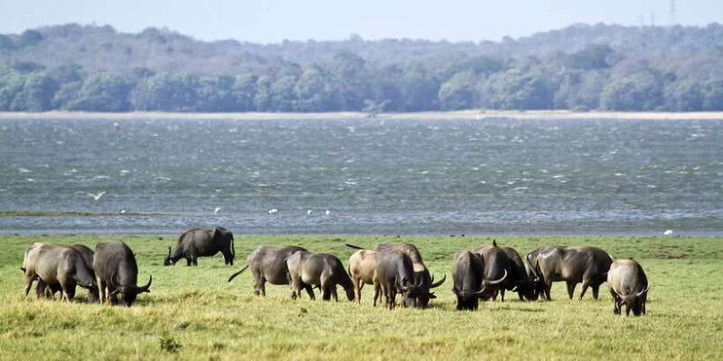 Wilpattu National Park Safari Tour from Kandy - Final Thoughts