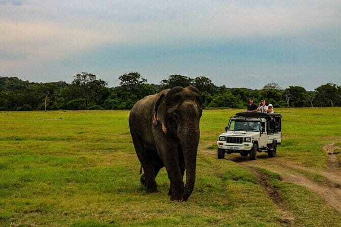Wilpattu National Park safari with Hotel Transfers, jeep, tickets - Key Points