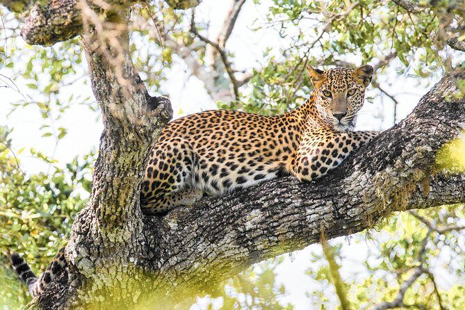 Wilpattu National Park Safari with Naturalist - Detailed Review: What to Expect and Why It Matters