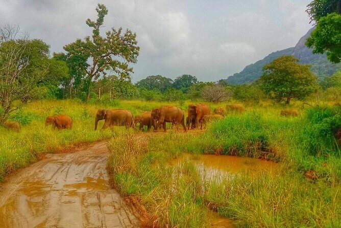 Wilpattu National Park Safari with Pigeon Island Tours - An In-Depth Look at the Wilpattu Safari Experience