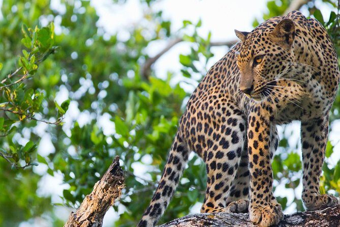 Wilpattu National Park Ticket with jeep safari & Transfers - Exploring Wilpattu National Park: An Honest Look at the Jeep Safari from Bentota