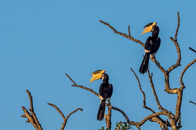 Wilpattu National Park Tour From Bentota With jeep SAFARI - Key Points