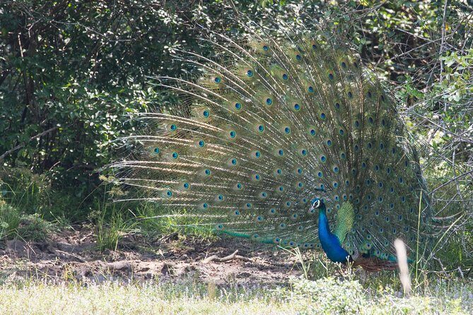 Wilpattu National Park Tour From Bentota With jeep SAFARI - Who This Tour Is Best For