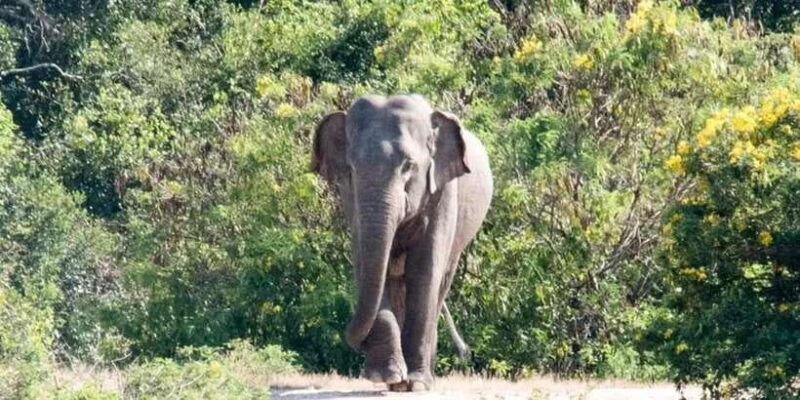 Wilpattu National park with Safari jeep & Entrance ticket - An Insider’s Look at Wilpattu National Park Safari