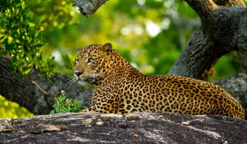 Wilpattu: Private Safari Day Trip with Lunch & Entry Fees - The Value of This Tour