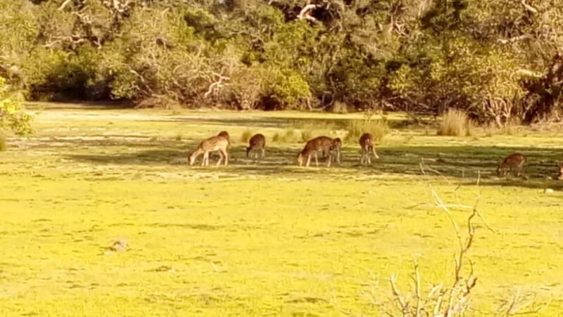 Wilpattu: Private Safari Day Trip with Lunch & Entry Fees - Who Would Love This Tour?