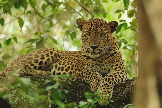 Wilpattu Safari Drive From Trincomalee, Nilaveli & Suburbs - Introduction