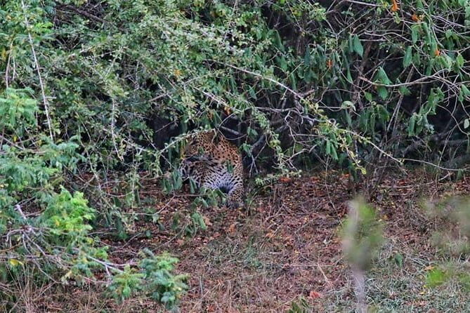 Wilpattu Safari tour from Negombo - Key Points