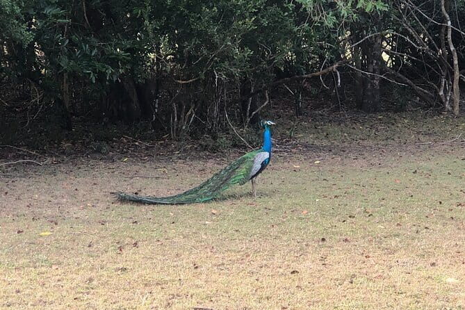 Wilpattu Safari tour from Negombo - The Sum Up